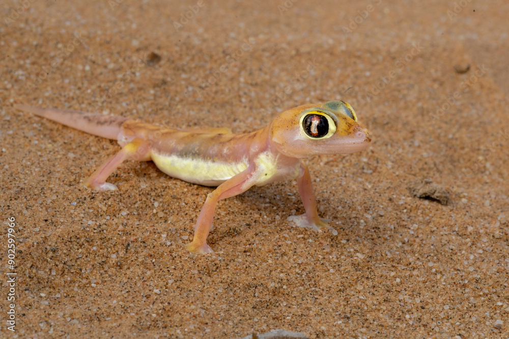 The Namib desert gecko (Pachydactylus vanzyli), also known as the Kaoko ...