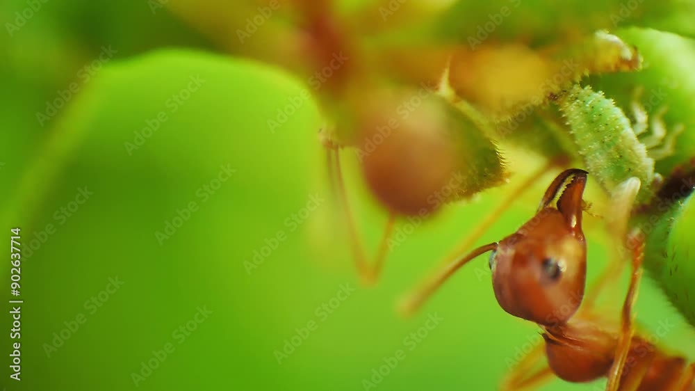 Macro close-up view of herder red ants protecting and farming aphids ...