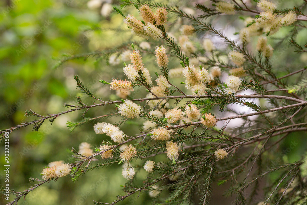 Melaleuca ericifolia. Myrtaceae Australia Melaleuca or the Australian ...