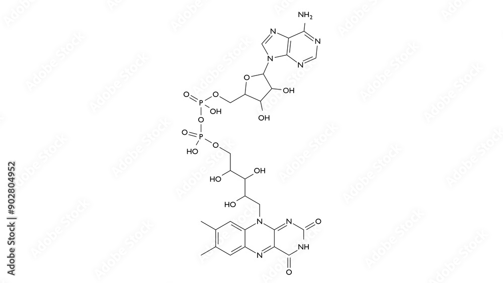 flavin adenine dinucleotide molecule, structural chemical formula, ball ...