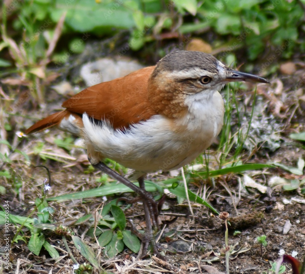 chilala 0 ave albañil su casa es de barro del sur del ecuador Stock ...