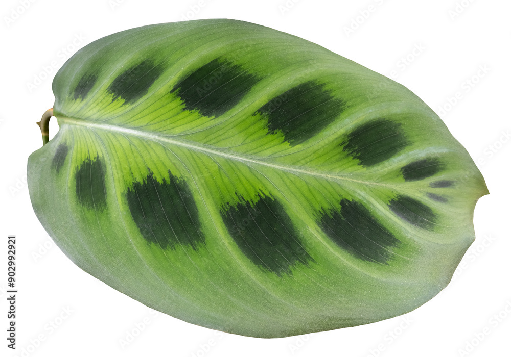 Tropical prayer plant leaf, maranta leuconeura, isolated image on ...