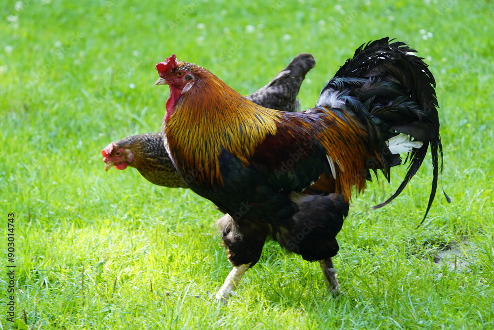 The Marans, French: Poule de Marans, is a French breed of dual-purpose ...