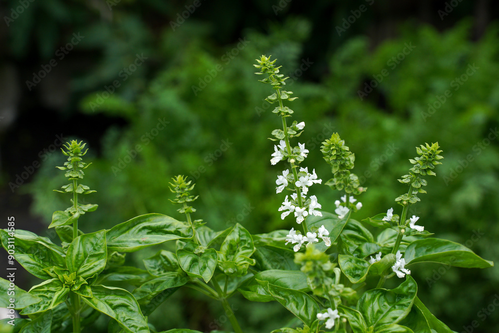 basil inflorescences on a bed in a greenhouse Stock Photo | Adobe Stock