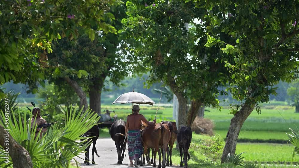 Village people in Bangladesh herd cattle through fields, showcasing the ...