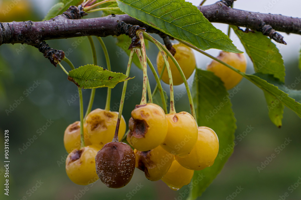 Yellow cherries damaged by hail. Fruit rot. Ripening of fruits damaged ...