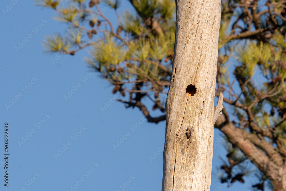nesting cavity excavated by a common woodpecker species in a sea ...