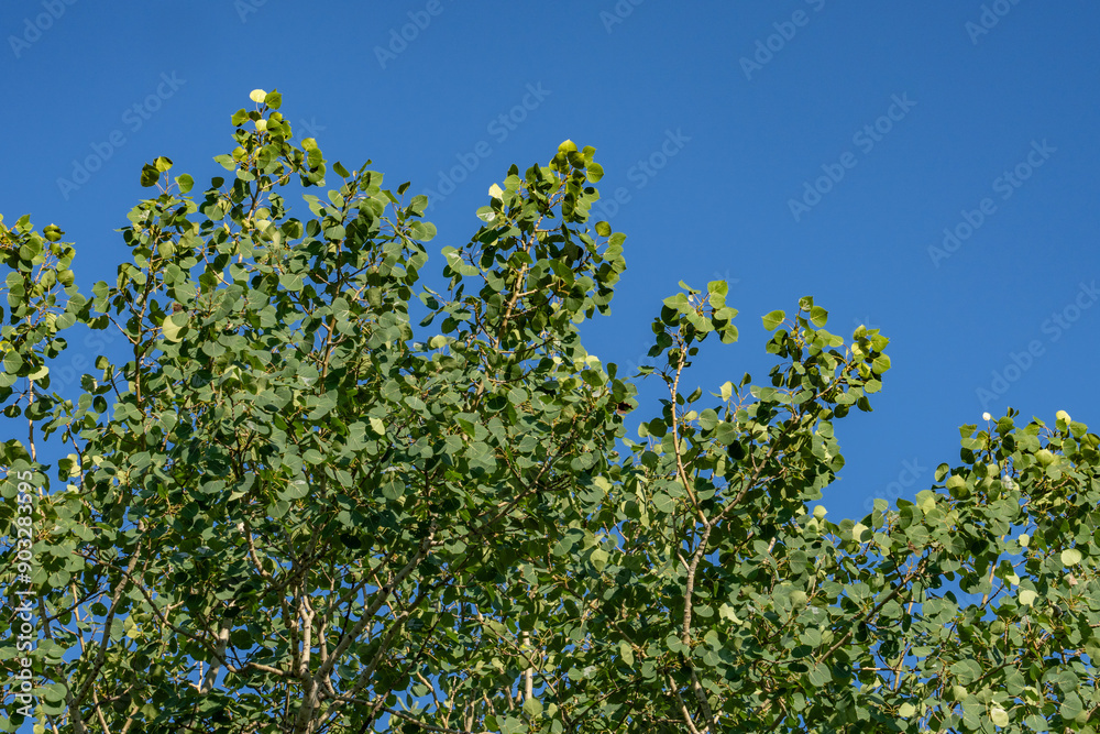 Populus tremuloides is a deciduous tree native to cooler areas of North ...