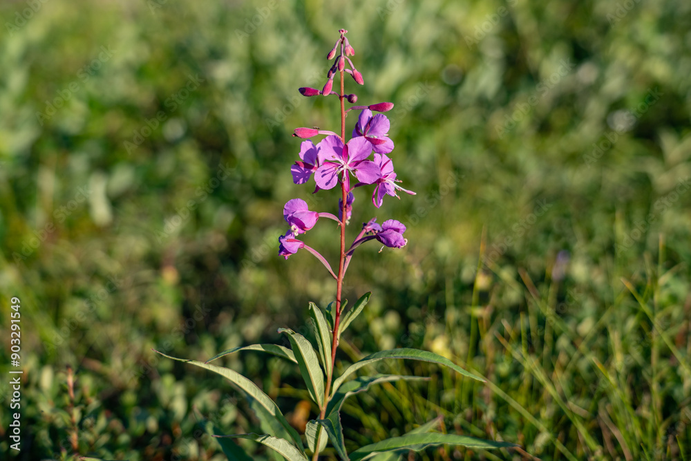 Chamaenerion angustifolium is a perennial herbaceous flowering plant in the willowherb family ...