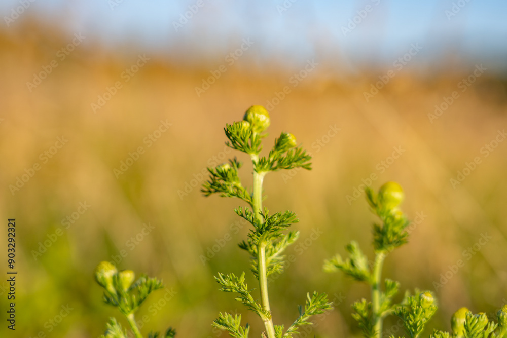 Matricaria discoidea, pineappleweed,wild chamomile, disc mayweed, and ...