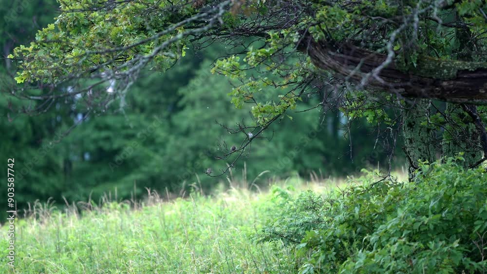 Static slow-motion shot captures raindrops falling from tree branches ...