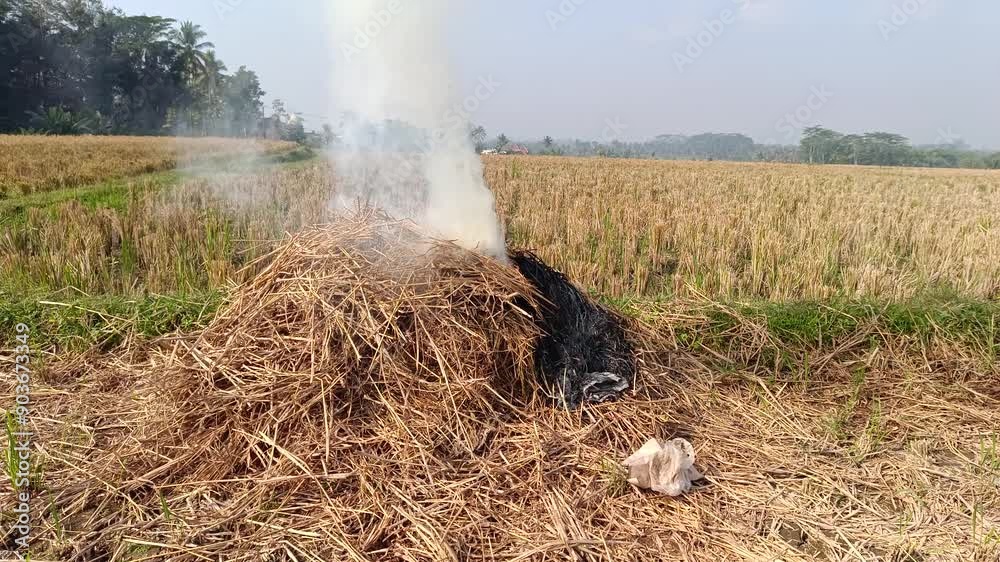 video of dry rice stalks being burned in the rice fields to make ...