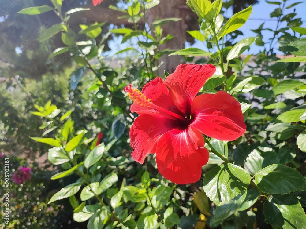Chinese hibiscus: a species of Hibiscus, its botanical name is Hibiscus ...