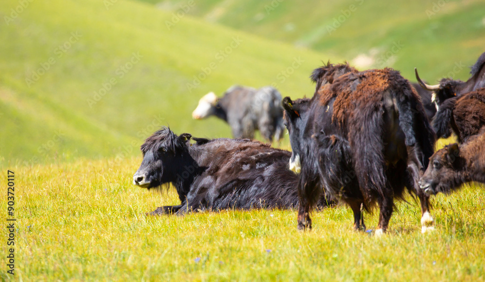 A herd of yaks graze in the mountains. Himalayan big yak in a beautiful ...