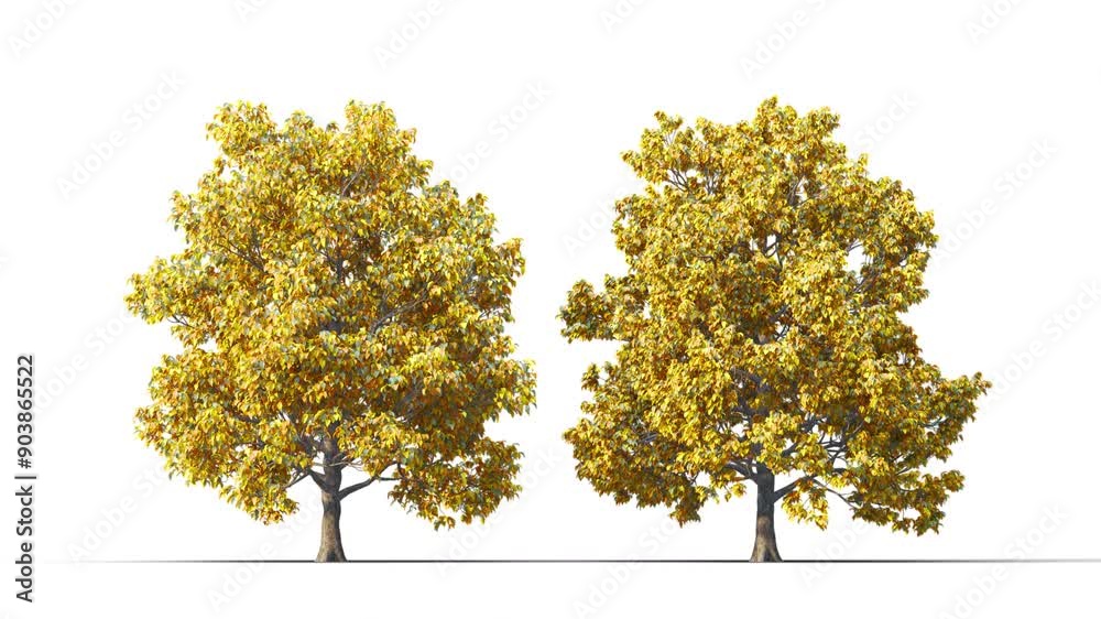 Growing trees on a white background 3D animation growth grows from ...