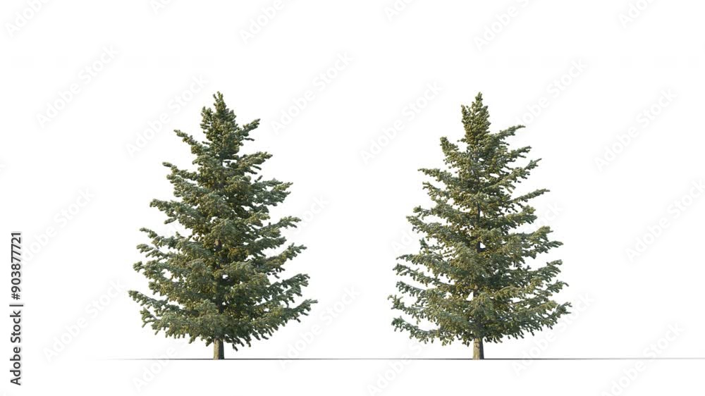 Growing trees on a white background 3D animation growth grow from small ...