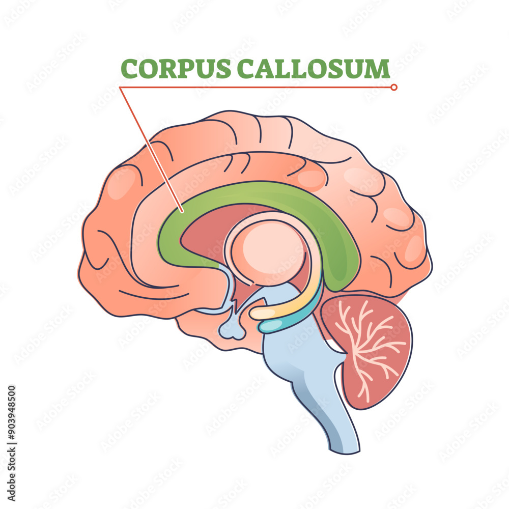 Corpus callosum educational brain part location in brain outline diagram, transparent background ...