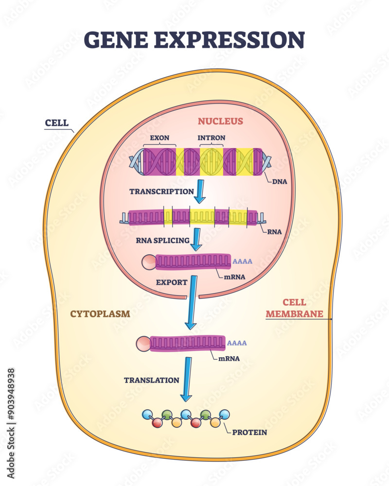 Gene expression stages with transcription, RNA splicing and export to ...