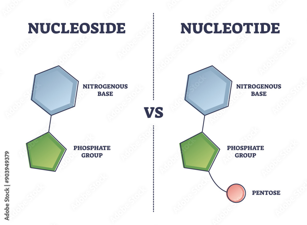 Nucleoside vs Nucleotide compound differences comparison outline ...