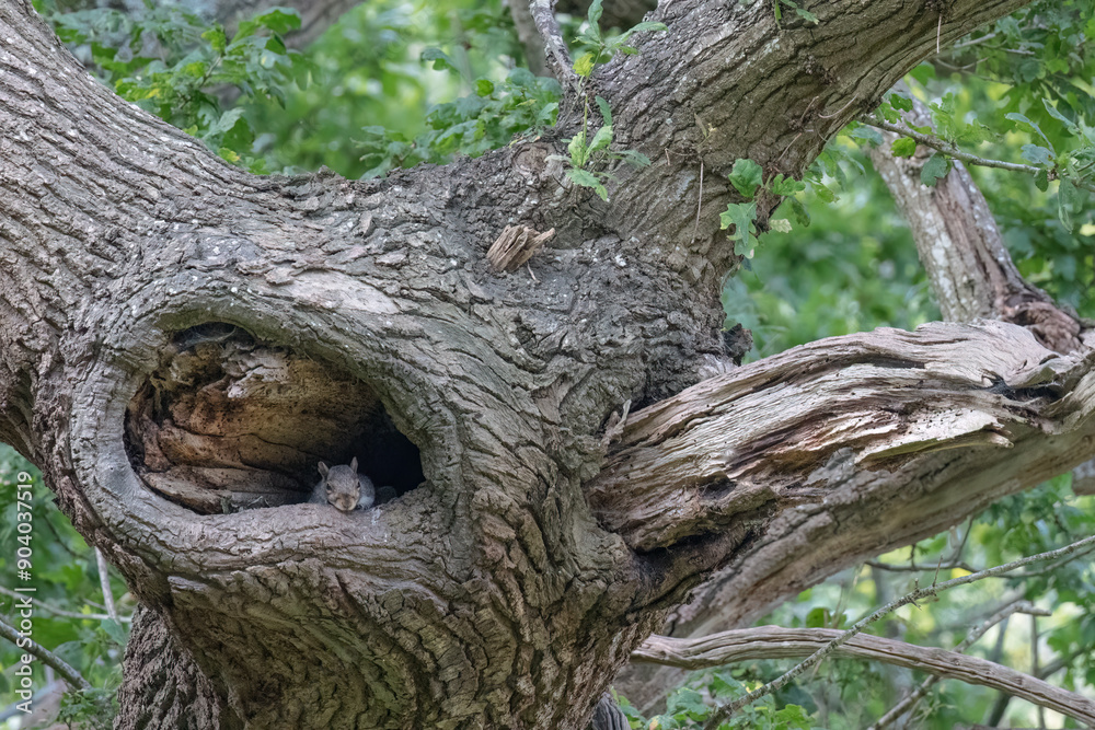 Grey Squirrel, Sciurus carolinensis, watching from a drey in an old oak ...
