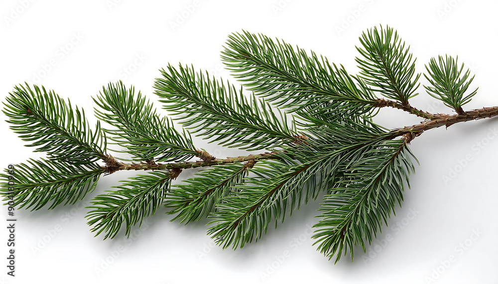 Fir Tree Branch- Fir tree branch isolated on white, detailed with a ...
