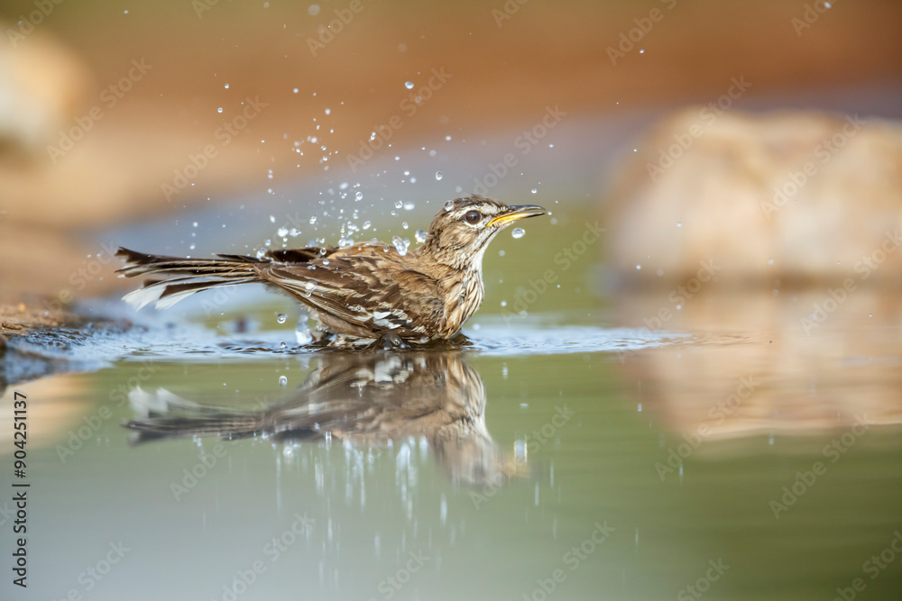 Red backed Scrub Robin bathing in waterhole with reflection in Kruger ...