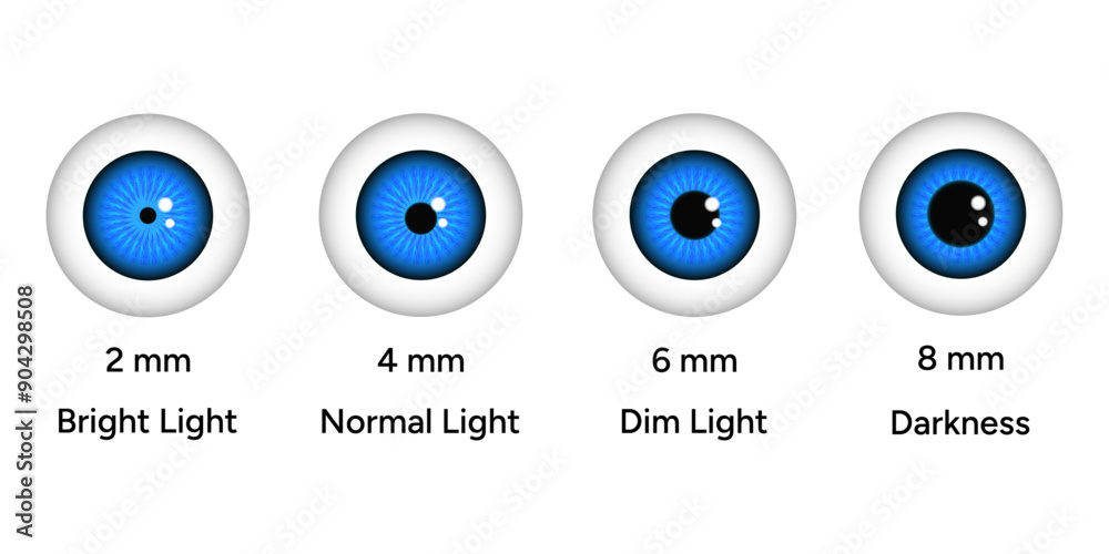 Pupil size changes by Refraction eye ophthalmology, medical diagram Stock Vector | Adobe Stock