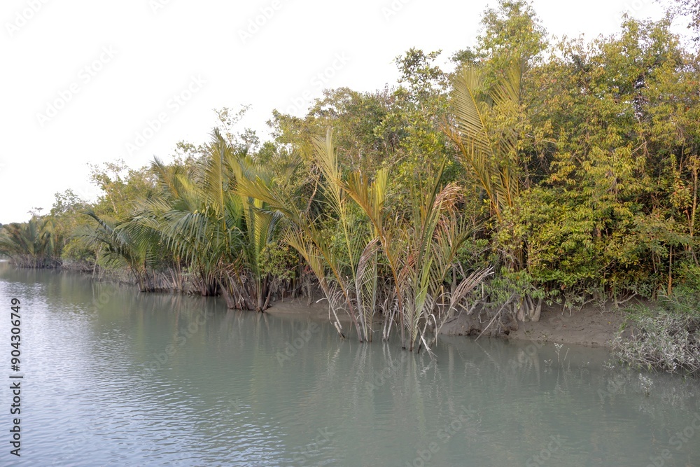 Typical nipa palm (Nipa fruticans).this photo was taken from Sundarbans ...