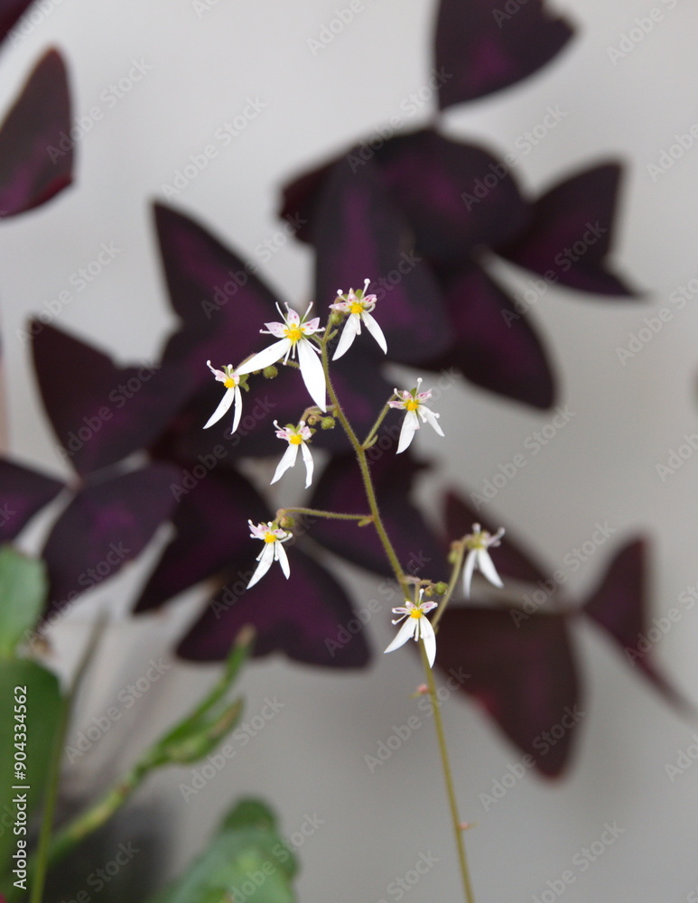Blooming saxifraga stolonifera is a perennial flowering plant, creeping ...
