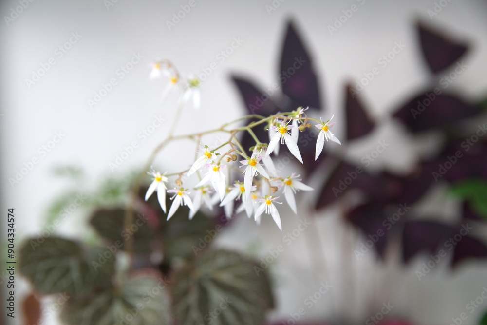 Blooming saxifraga stolonifera is a perennial flowering plant, creeping ...