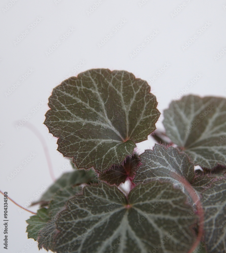 Saxifraga stolonifera is a perennial flowering plant, creeping ...