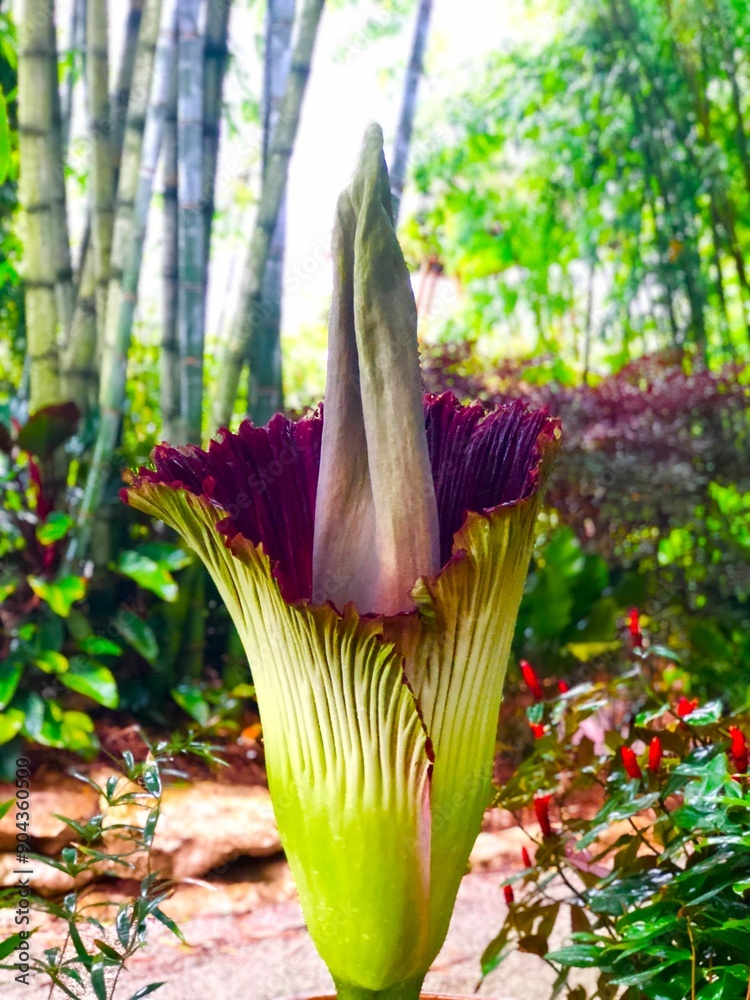 The corpse flower, also known as Amorphophallus titanum, is a rare ...