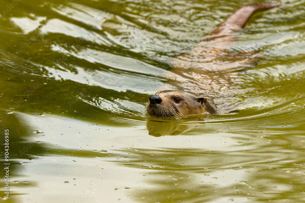 The North American river otter (Lontra canadensis) also known as the ...