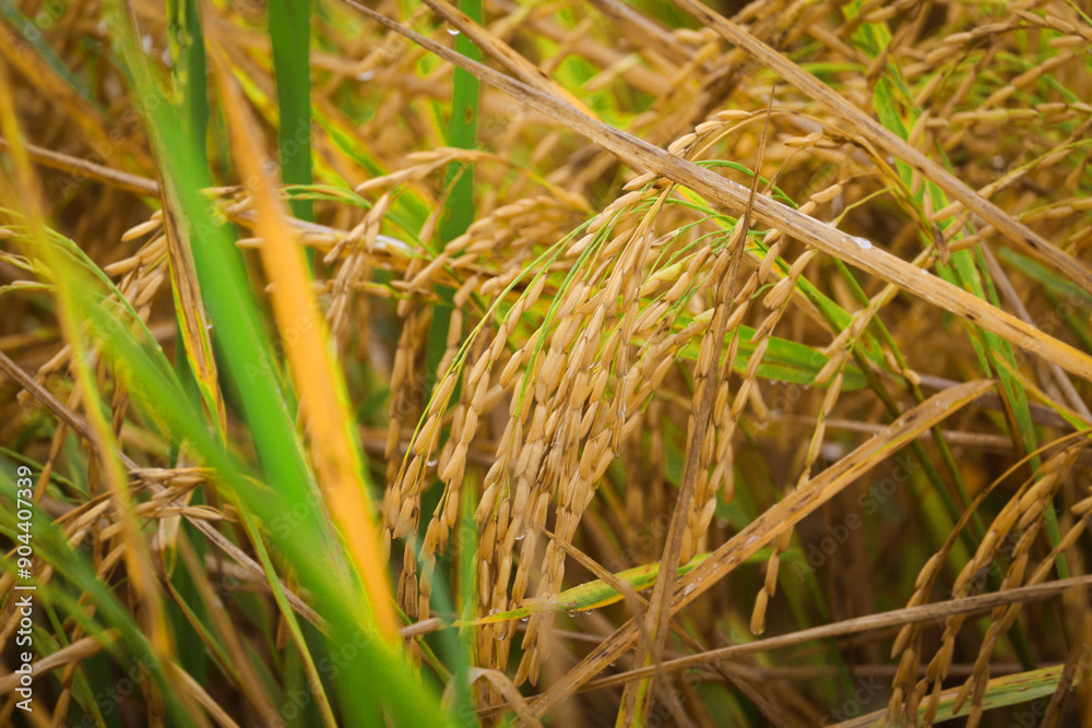 Beautiful golden rice field, yellow ripe rice ears ready for harvest ...