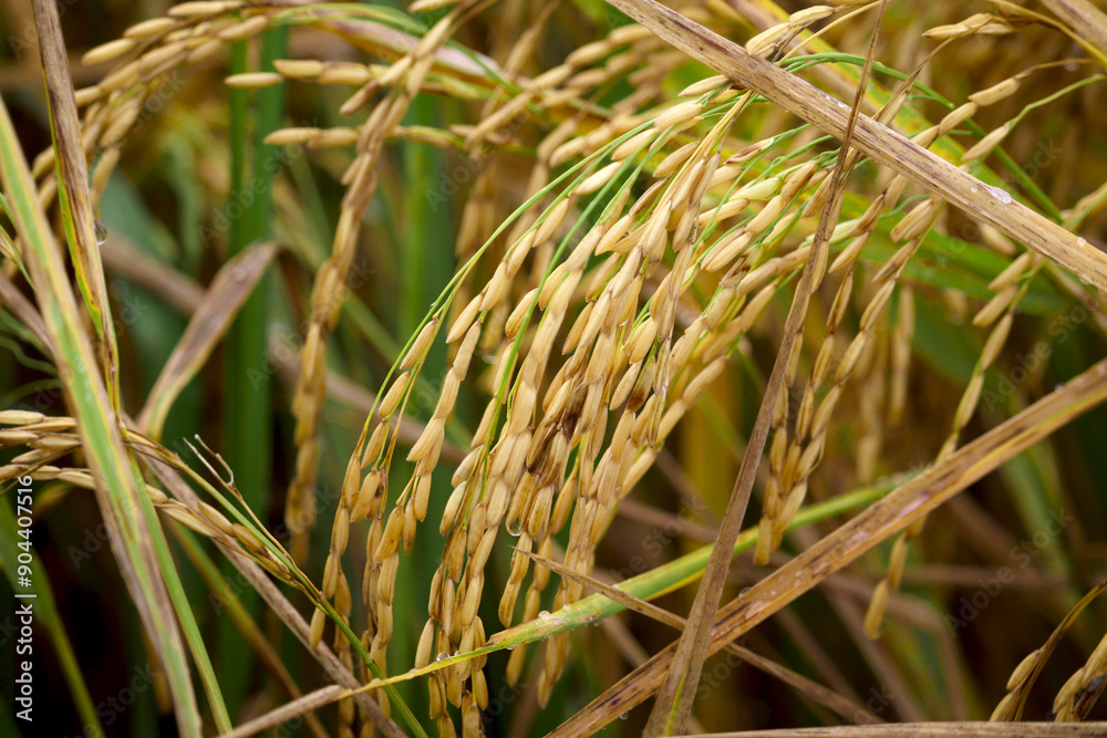Beautiful golden rice field, yellow ripe rice ears ready for harvest ...