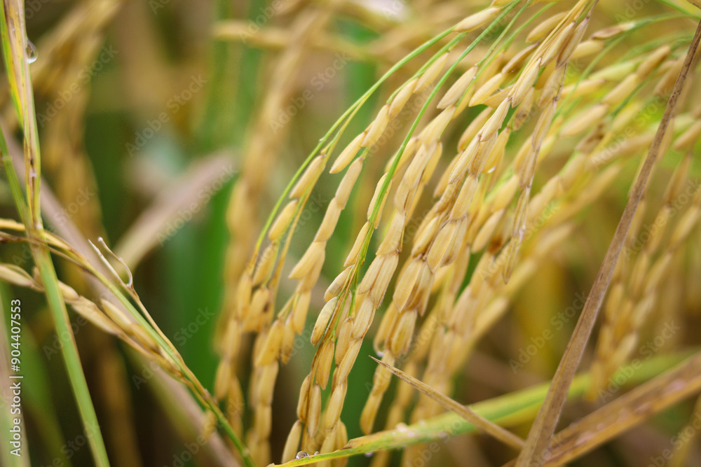 Beautiful golden rice field, yellow ripe rice ears ready for harvest ...