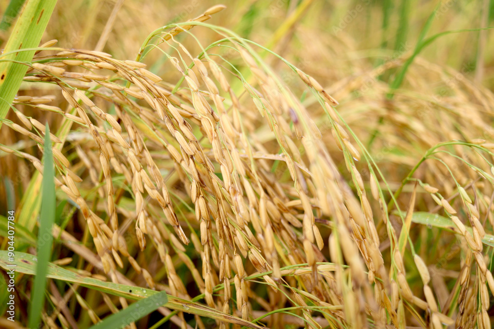 Beautiful golden rice field, yellow ripe rice ears ready for harvest ...