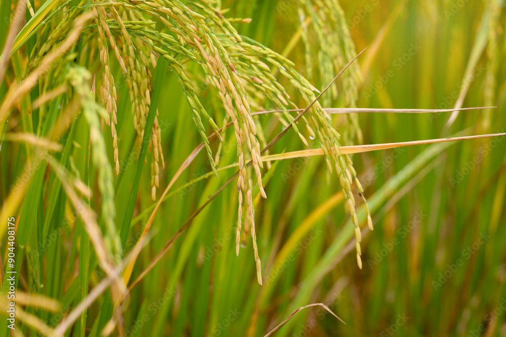 Beautiful golden rice field, yellow ripe rice ears ready for harvest ...