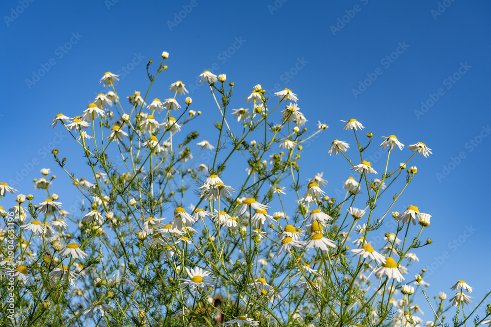 Tripleurospermum inodorum, scentless false mayweed, scentless mayweed ...
