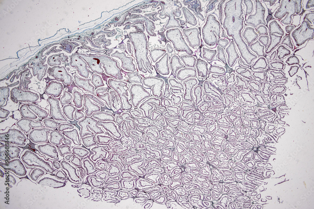 Anatomy and Histological Uterine tube, Uterus, Vagina, Ovary and Testis ...