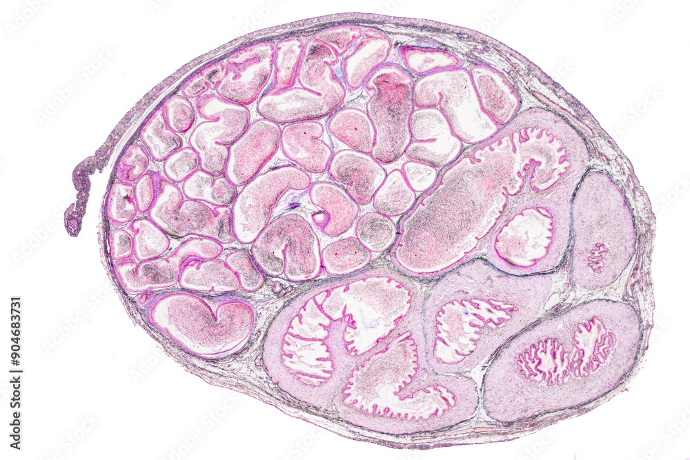 Anatomy and Histological Uterine tube, Uterus, Vagina, Ovary and Testis ...