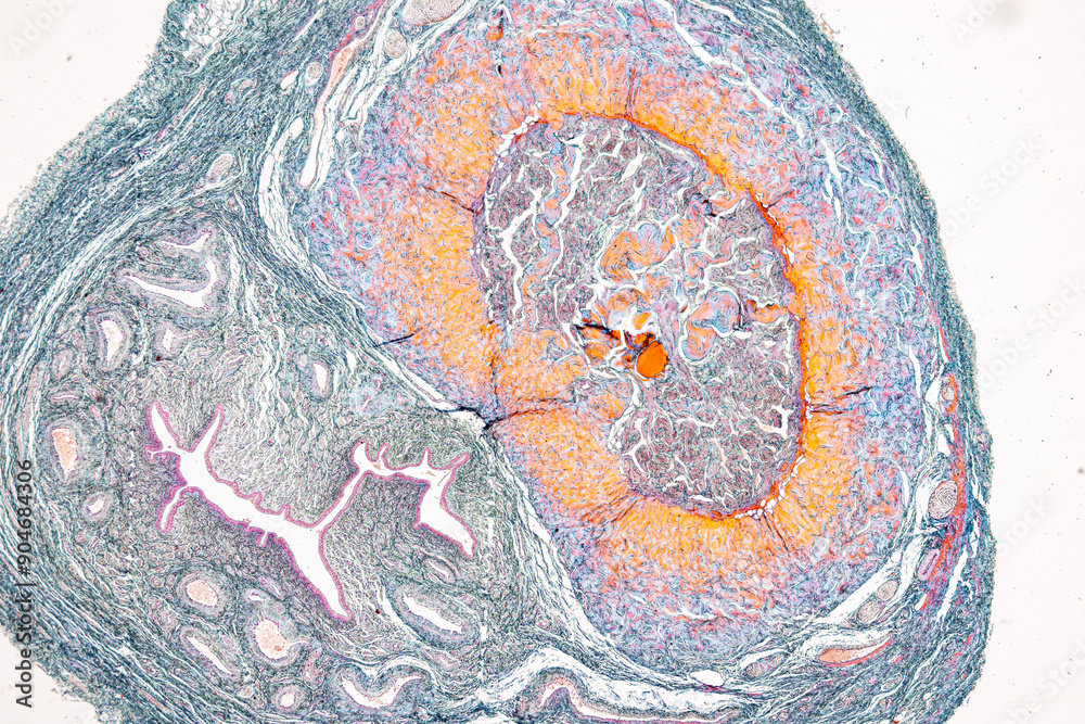 Anatomy and Histological Uterine tube, Uterus, Vagina, Ovary and Testis ...