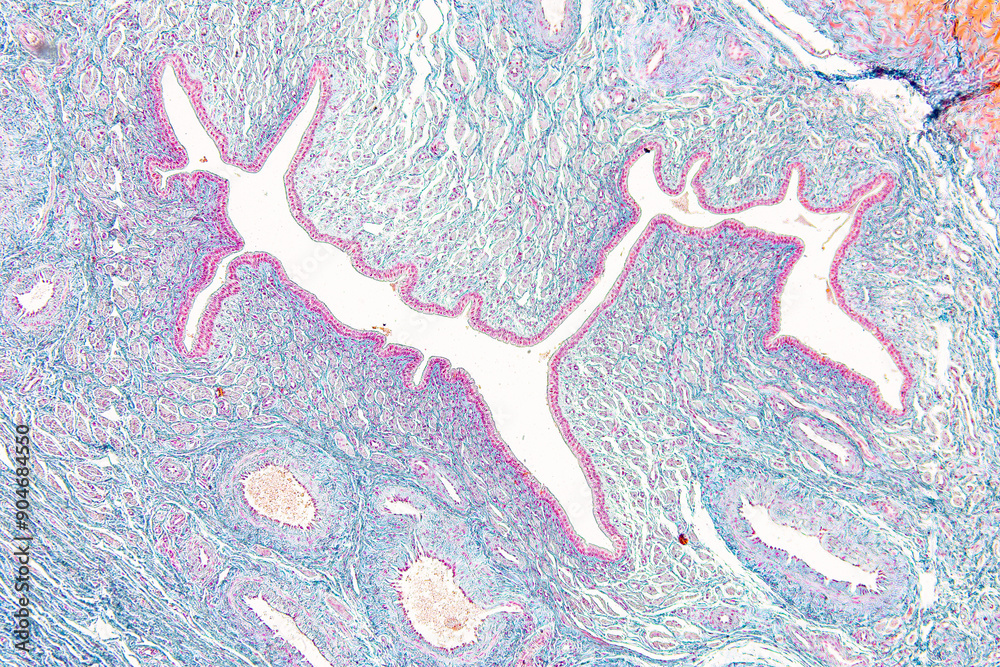 Anatomy and Histological Uterine tube, Uterus, Vagina, Ovary and Testis ...