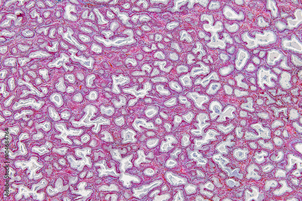 Anatomy and Histological Uterine tube, Uterus, Vagina, Ovary and Testis ...