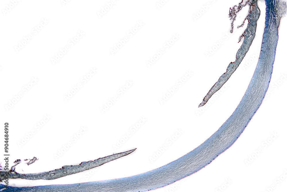 Anatomy and Histological Uterine tube, Uterus, Vagina, Ovary and Testis ...