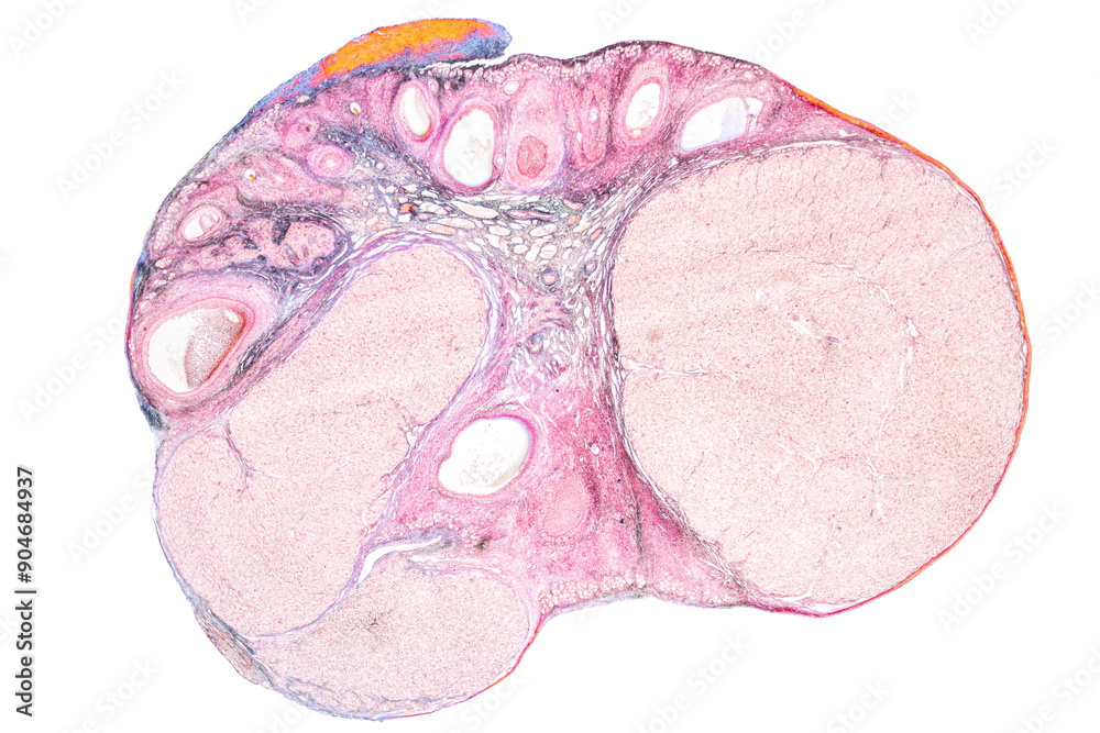Anatomy and Histological Uterine tube, Uterus, Vagina, Ovary and Testis ...