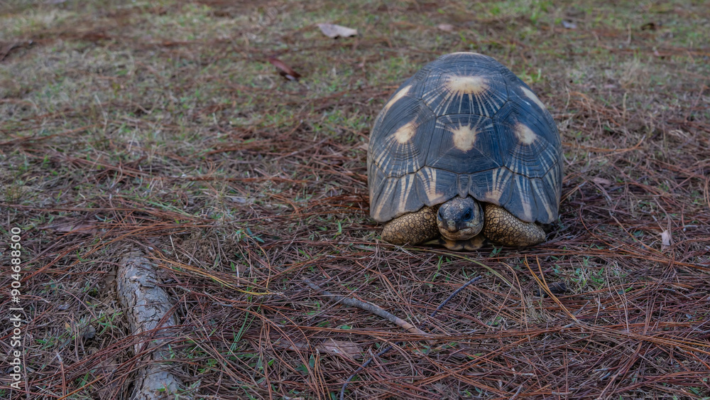 A unique turtle Astrochelys radiata endemic to Madagascar is resting. A ...