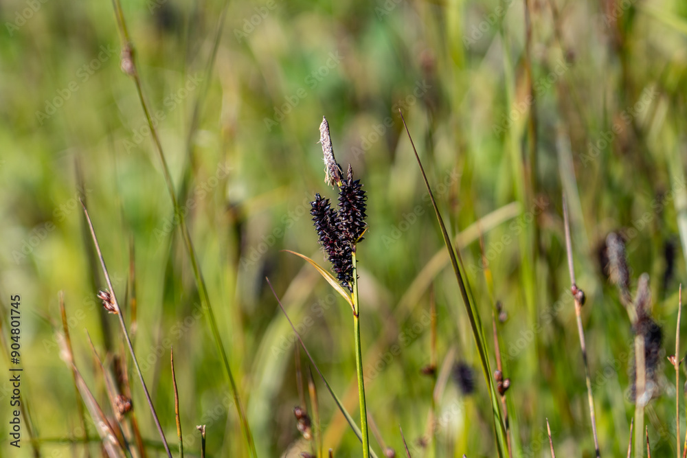 Carex saxatilis is a species of sedge known by the common names rock ...