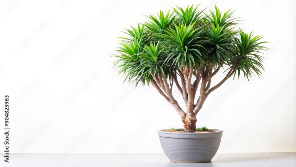 A mature dragon tree, Dracaena draco, stands tall in a modern pot, its ...