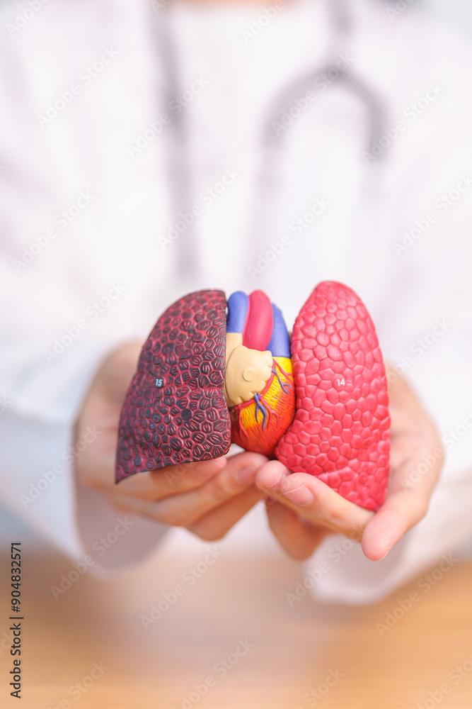 Doctor with Respiratory system anatomy for Diseases. Lung Cancer ...
